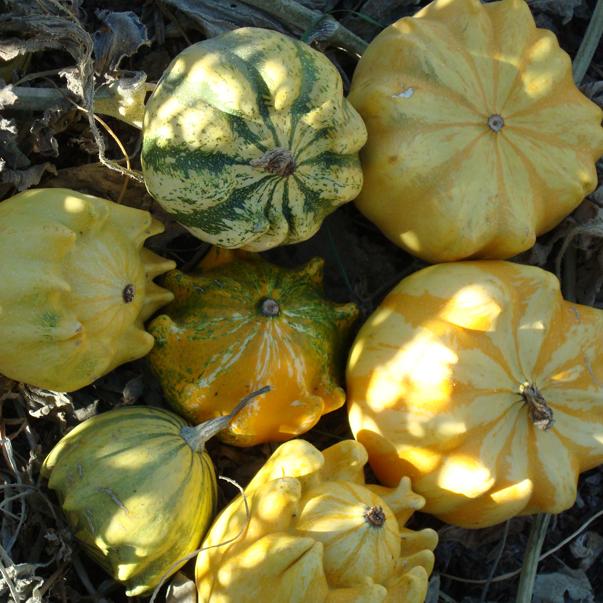 Cavemans Club Gourd - Aka Maranka Gourd - 25 Lb Bulk ~62,400 Seeds ...