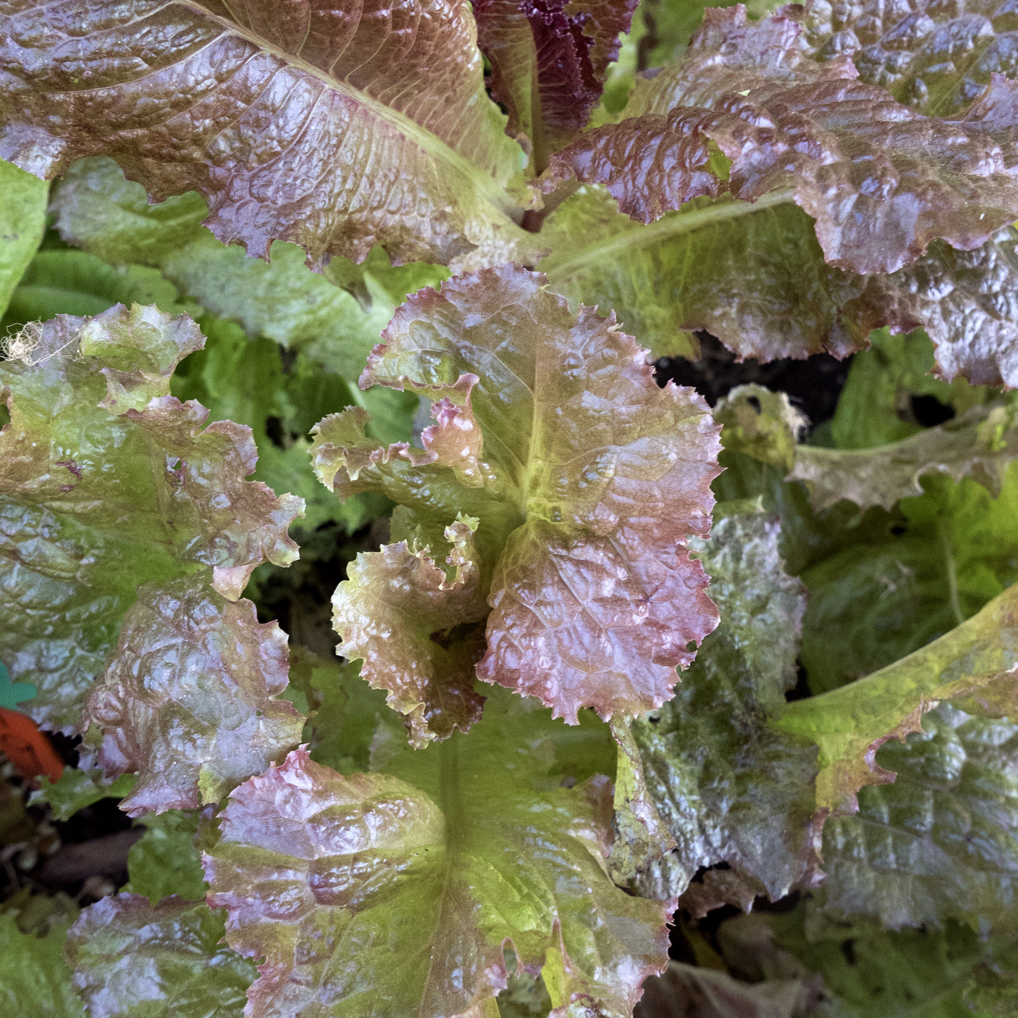 Leaf Lettuce - Ruby Red - 1 G Packet ~900 Seeds - Heirloom Gardening ...