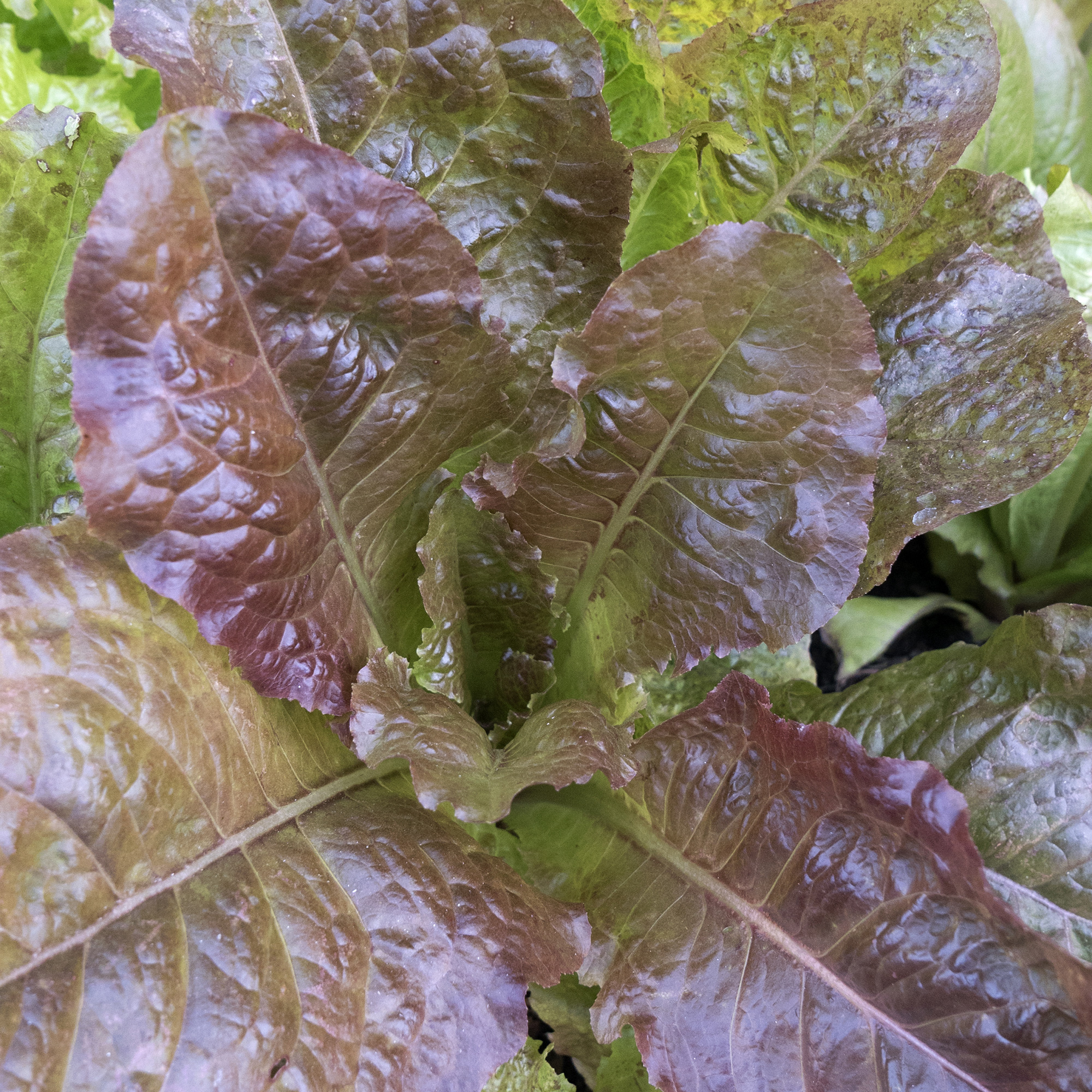 Leaf Lettuce - Ruby Red - 1 G Packet ~900 Seeds - Heirloom Gardening ...