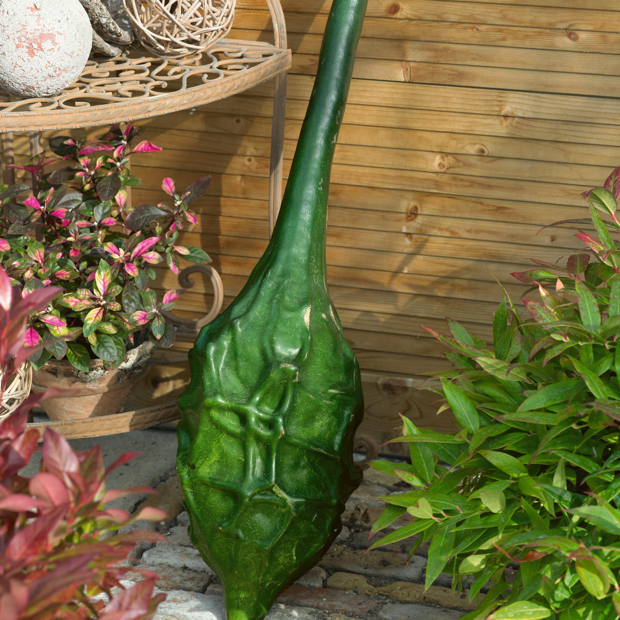 Cavemans Club Gourd - Aka Maranka Gourd - 25 Lb Bulk ~62,400 Seeds ...