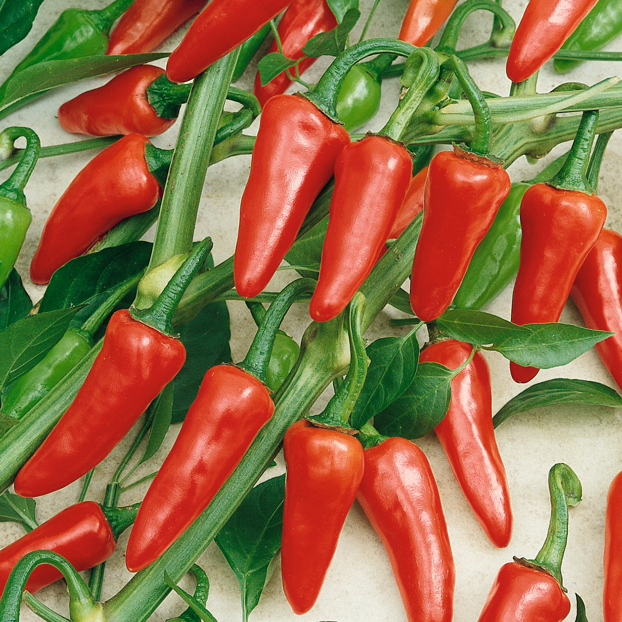 Corno Di Toro - Rosso Sweet Pepper Seeds - 4 Oz - Vegetable Garden ...