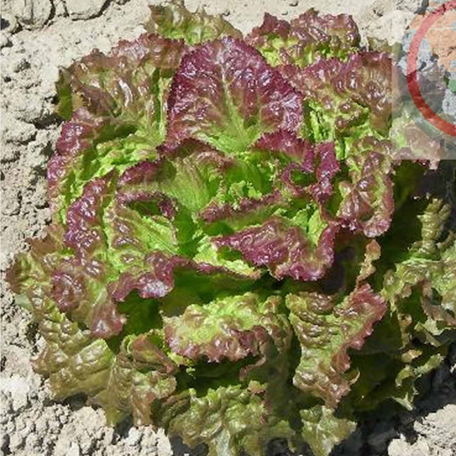Leaf Lettuce - Ruby Red - 1 G Packet ~900 Seeds - Heirloom Gardening ...